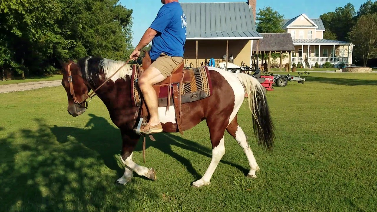 Begginer friendly draft cross mare rides and drives - YouTube