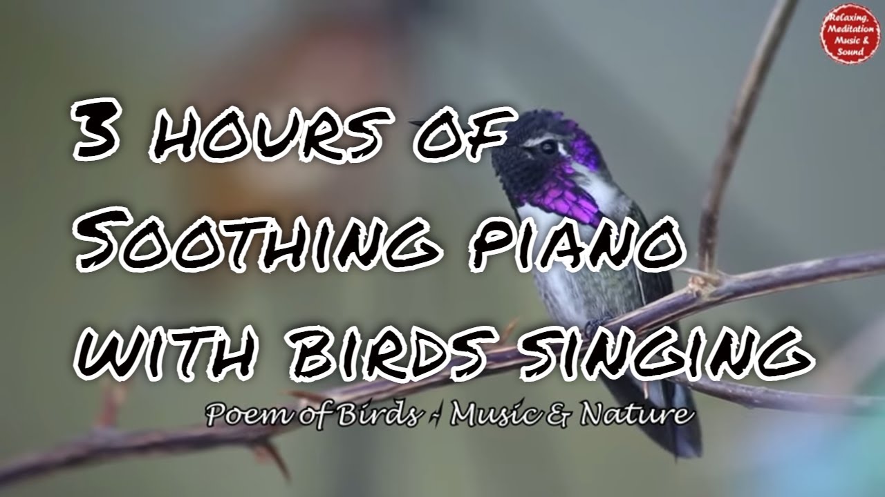 Soothing music with piano and birds singing for 3 hours, music that ...