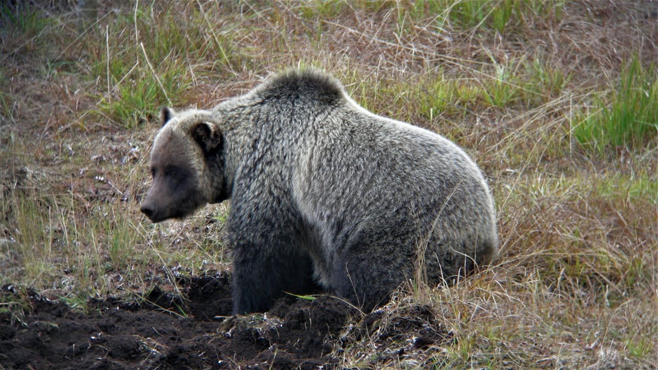 Grizzly bears hunting gophers - too funny! - YouTube