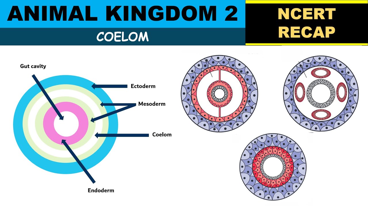 Animal Kingdom NCERT 2 | Coelom | Triploblastic & Diploblastic ...
