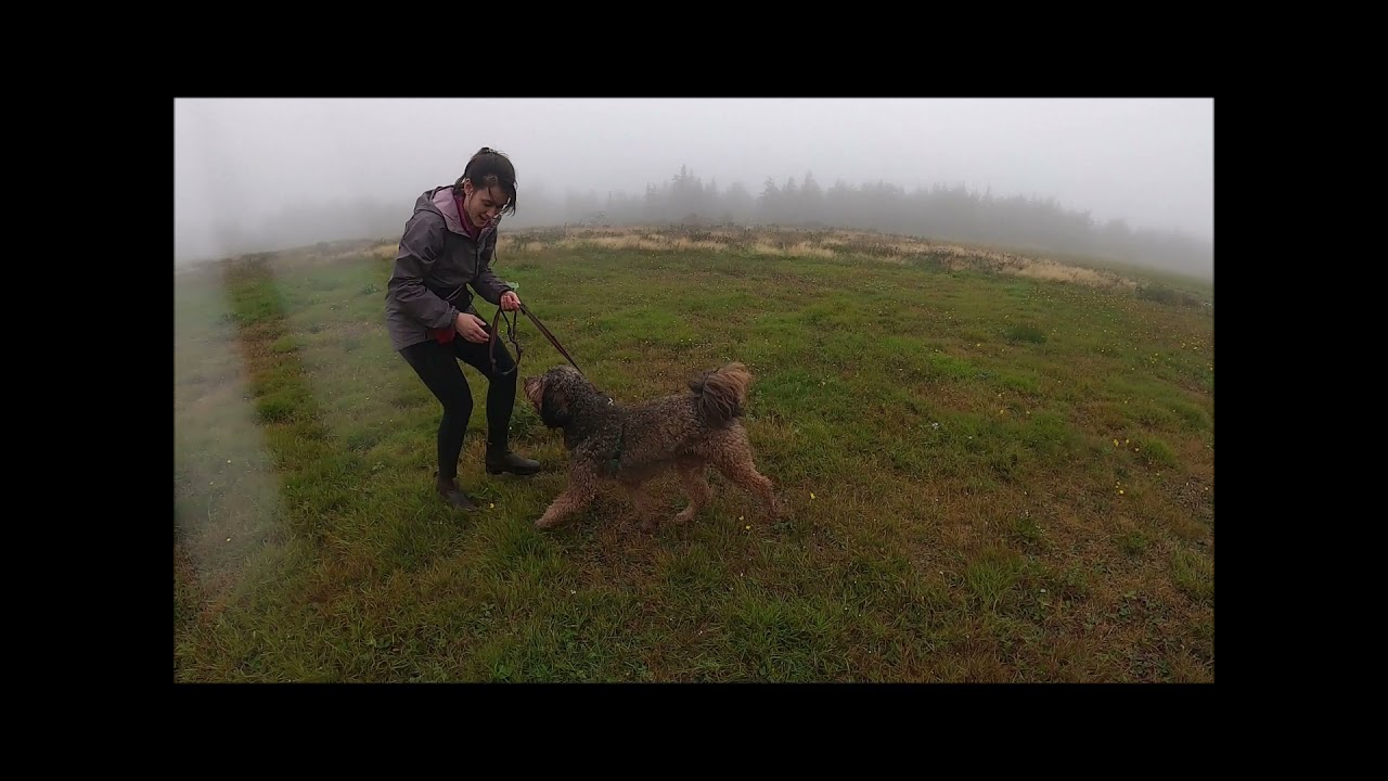 Behavior Adjustment Training Set up and prompting - YouTube