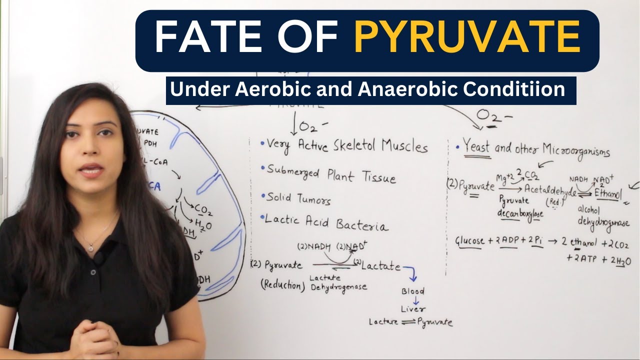 2. Fate of pyruvate | Biochemistry - YouTube