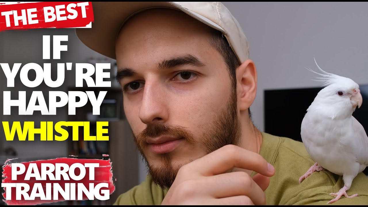 🎵IF YOU'RE HAPPY WHISTLE-Parrot Training - YouTube