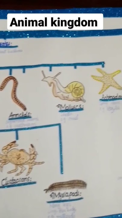 #short# animal kingdom project made by garde7 student# - YouTube