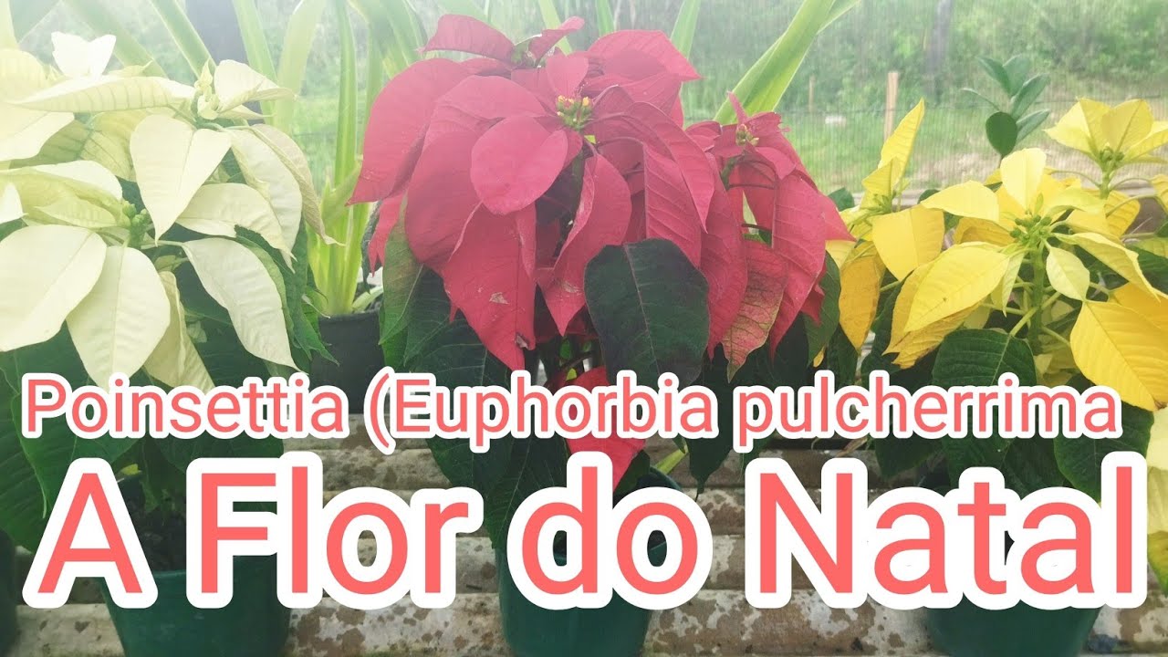 Conheça a flor do Natal Poinsettia (Euphorbia pulcherrima - YouTube
