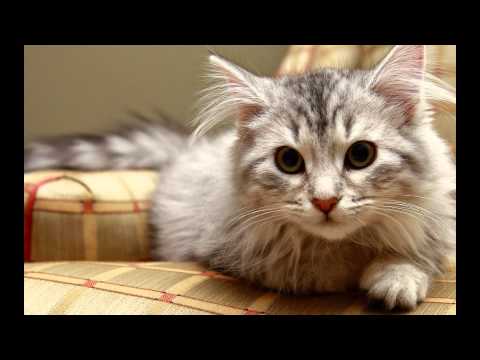 SUS LAN KEDİ LOL