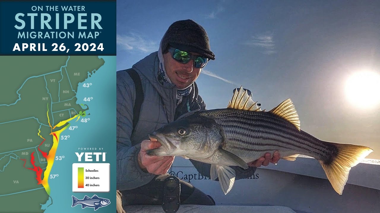 Striper Migration Report | April 26, 2024 - YouTube