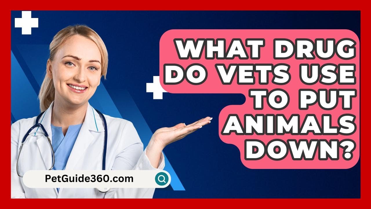 What Drug Do Vets Use To Put Animals Down? - PetGuide360.com - YouTube