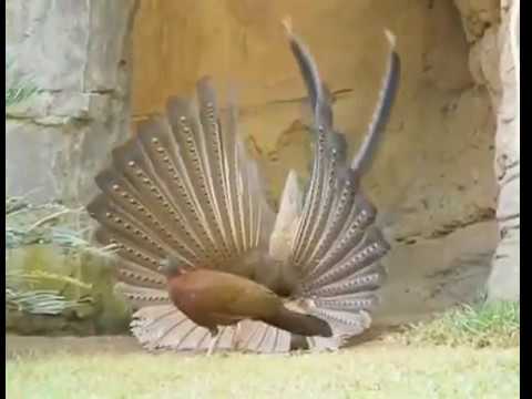 Bird Costs Rs.25 lakhs named surkhab bird - YouTube
