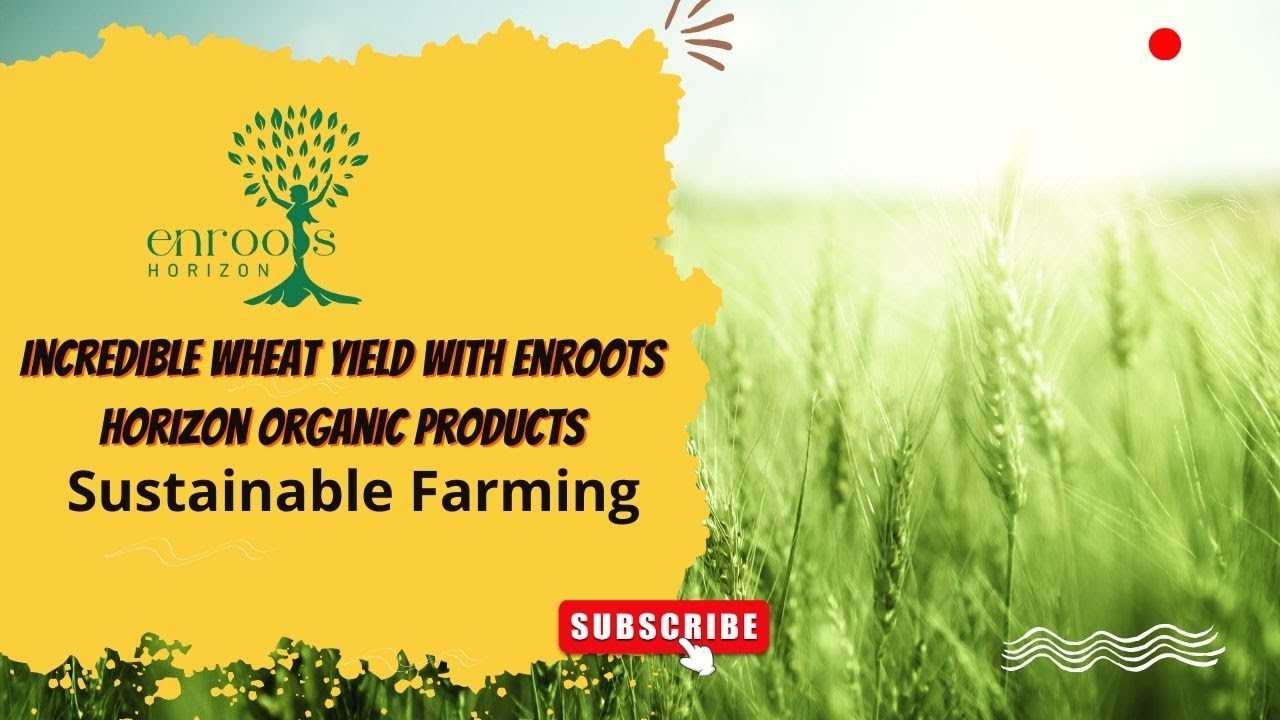 Incredible wheat Yield with Enroots Horizon Organic Products - YouTube