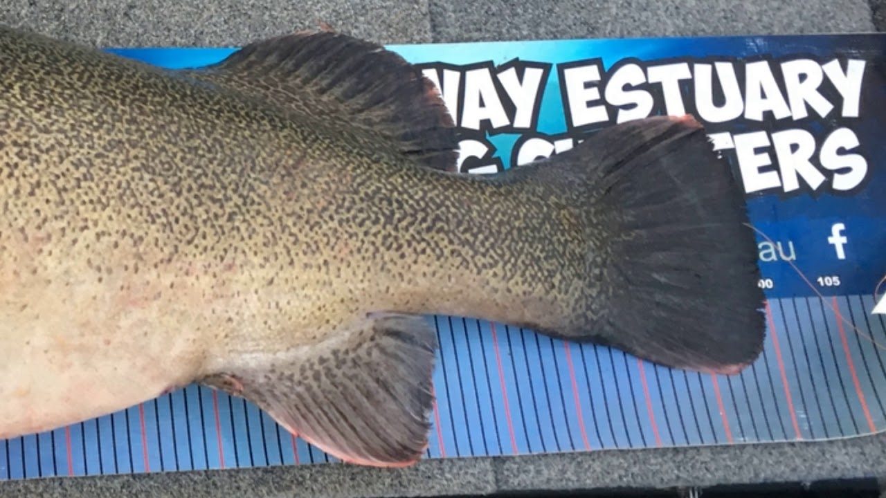 Castaways Murray Cod at Copeton Dam - YouTube