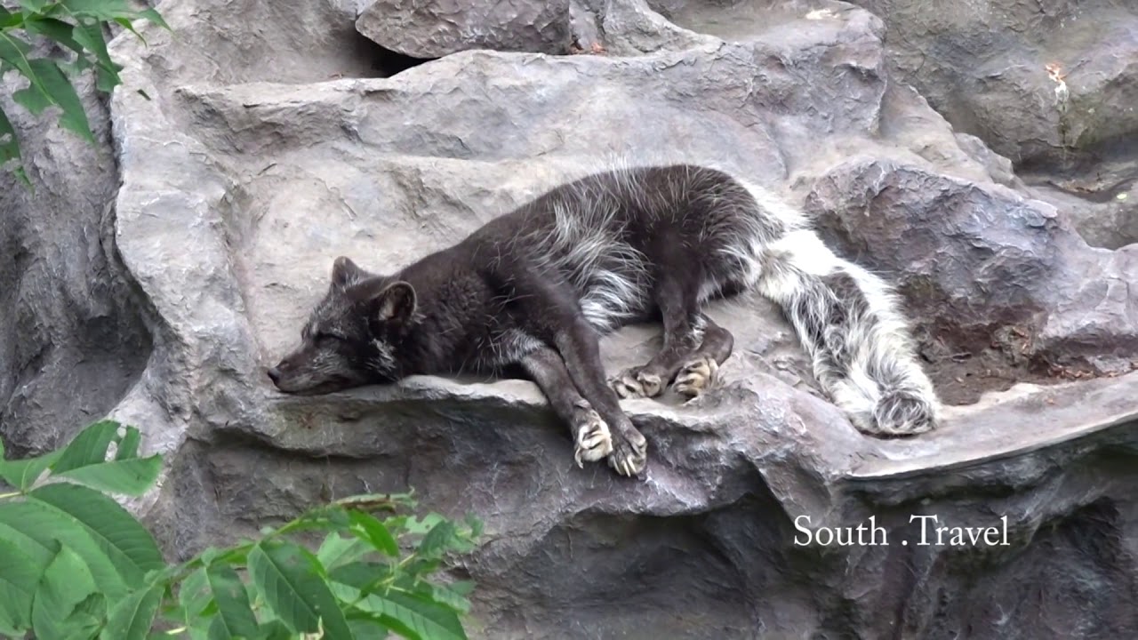 Miller Zoo, un zoo pas comme les autres, visite rapide HD - YouTube
