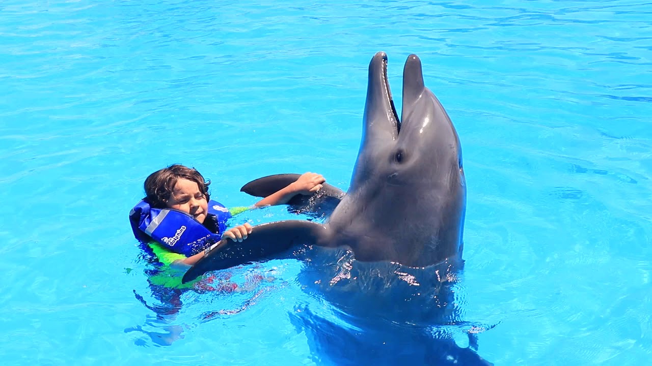Jack with Dolphins - YouTube
