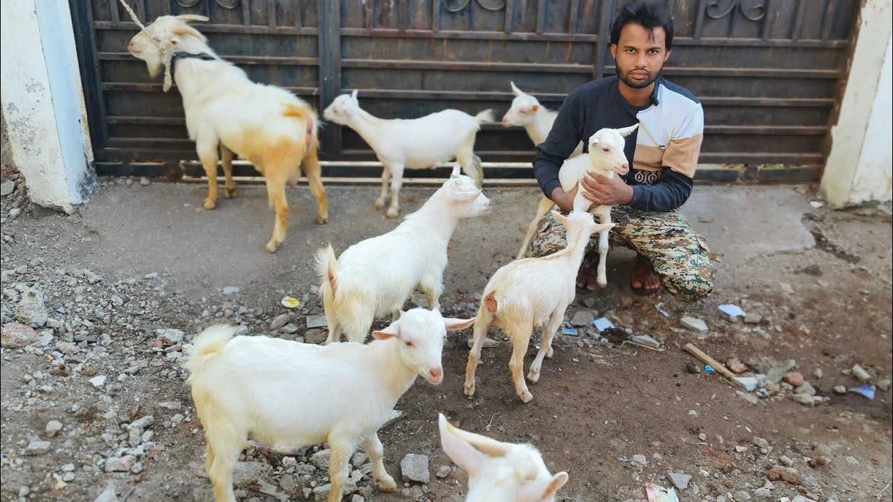 Quality Bantam goats at Akf goat farm Aurangabad Maharashtra - YouTube