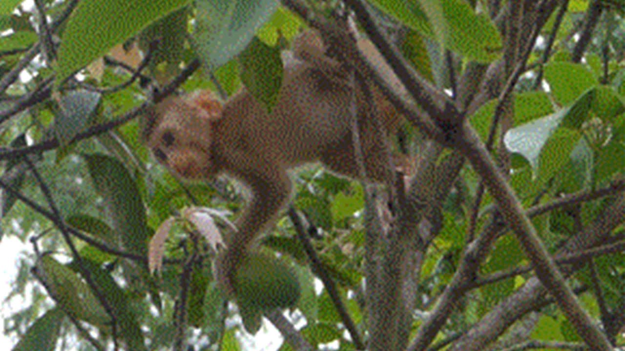 Monkey Baby Yaya is really smart to climb mango trees by himself.Monkey ...