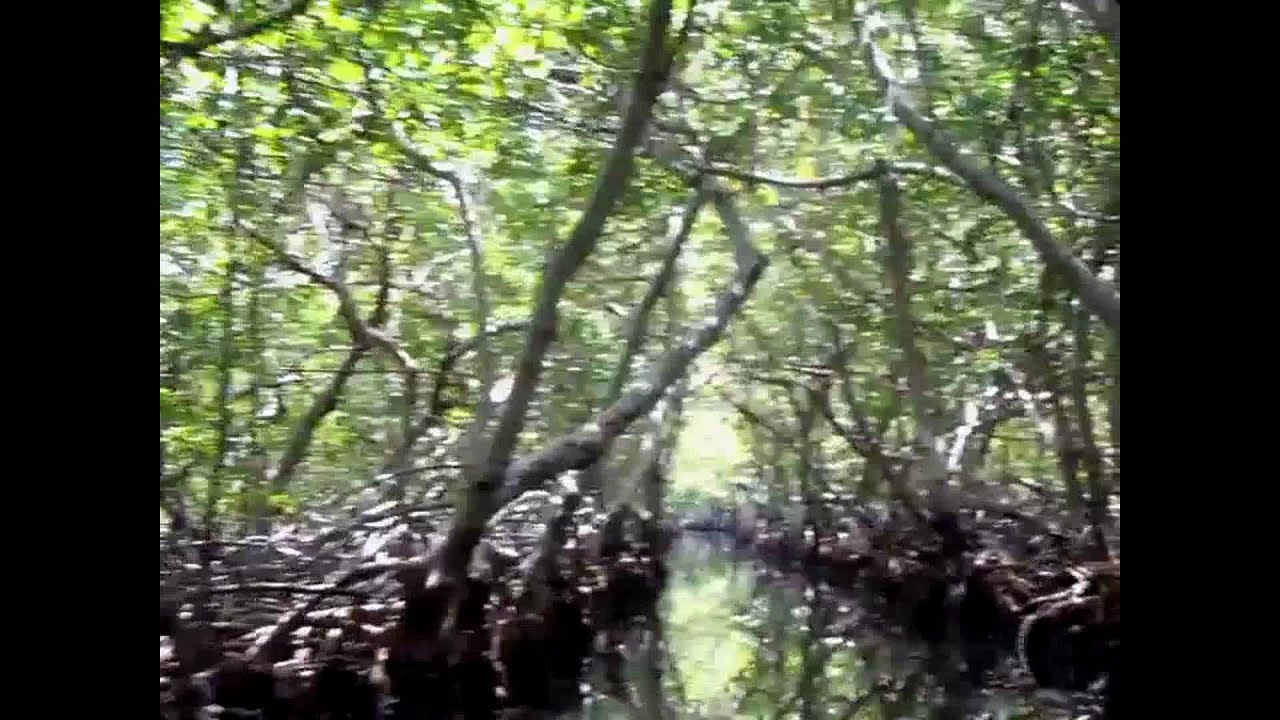 Roatan Island, Honduras. Mangrove Tunnel. Pirates of the Caribbean ...