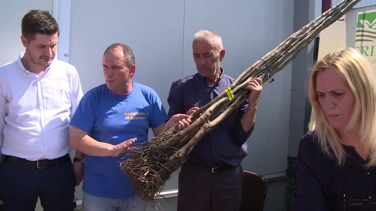 30 Fermer perfitojn fidane te arres 27 04 2018Tv Liria - YouTube