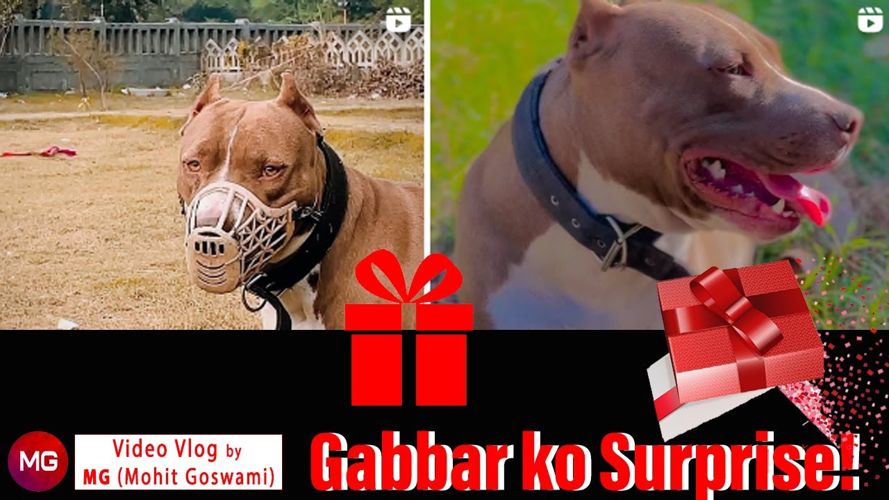 Gabbar Pitbull Dog Chest Belt Review Dog Product's | pitbull dog | MG ...