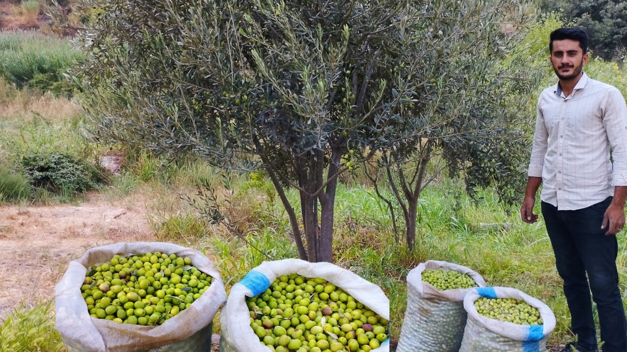 Garden work in the village of Iran|How to harvest olives from the ...