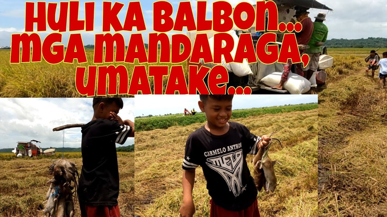 Rat hunting in the Philippines | Ang saya talaga pag anihan, May palay ...