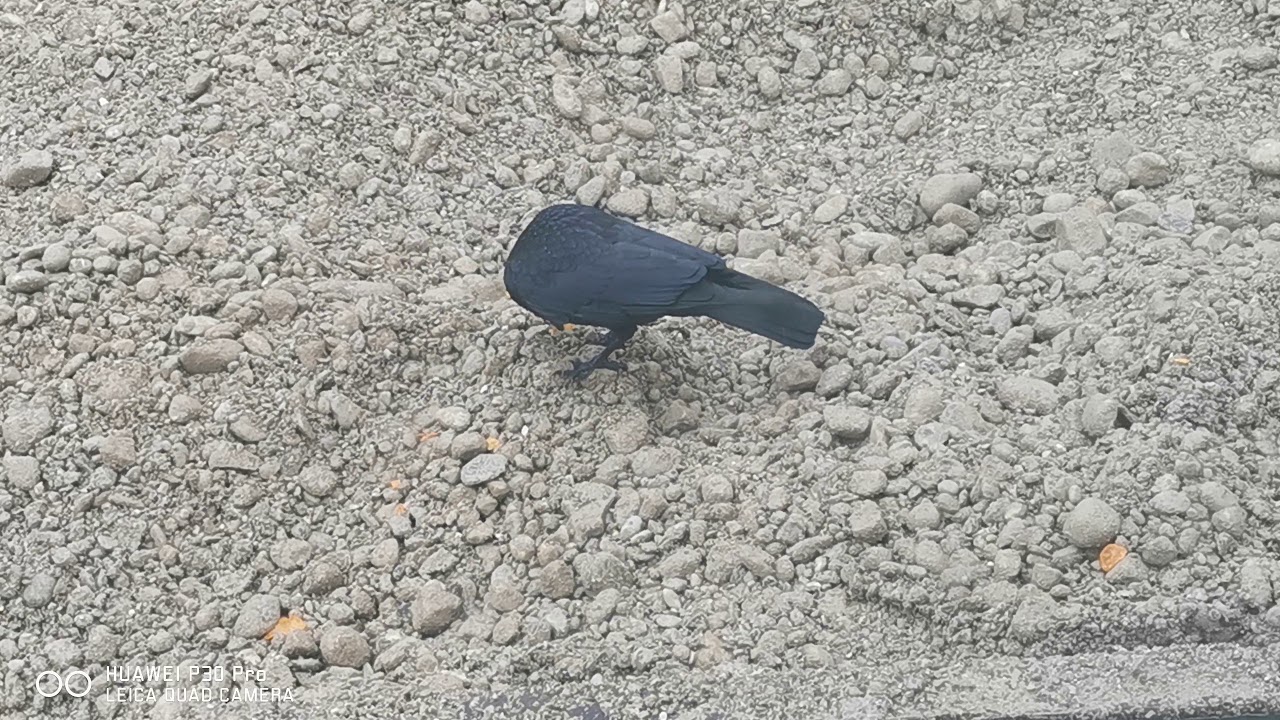 The raven is smart - YouTube