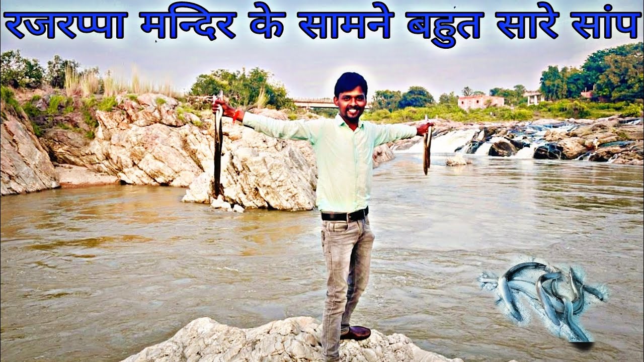 रजरप्पा मन्दिर के सामने बहुत सारे साप ।। rajrappa mandir ramgarh ...