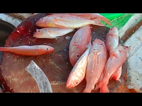 Small size Sankara fish cutting / VPM Ramesh fish shop and expert ...