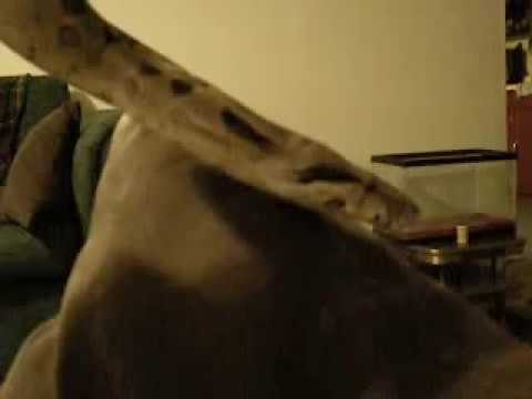 Male Boa Constrictor