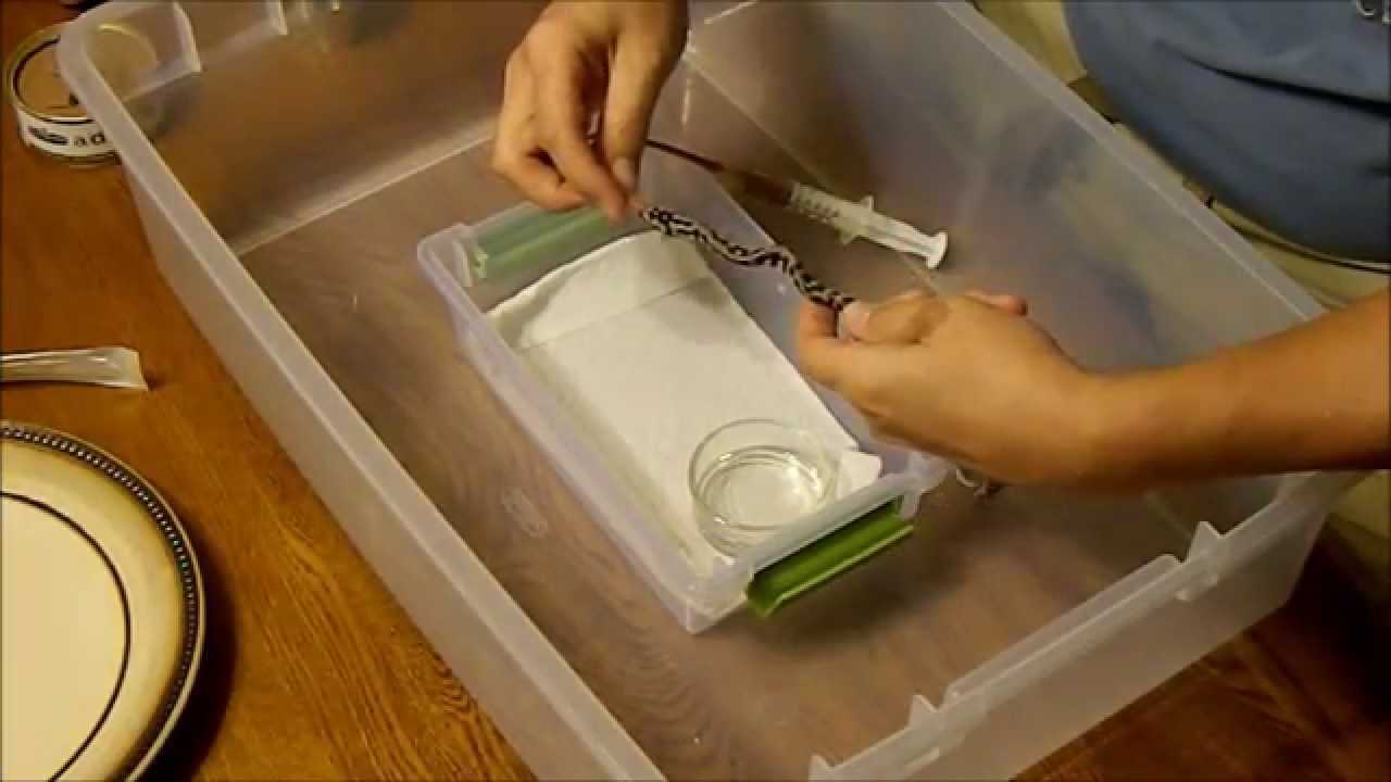 Tube Feeding Hatchling Carpet Python. - YouTube