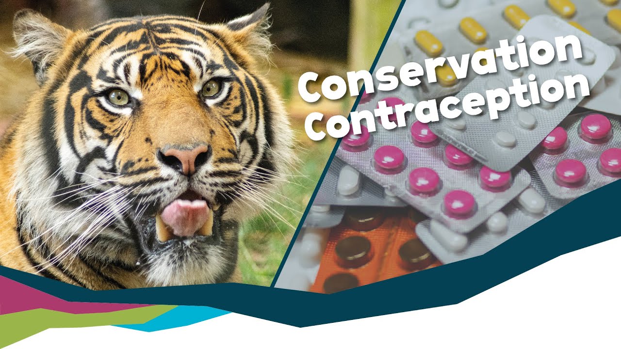 Conservation Contraception - Contraception in Zoos - YouTube