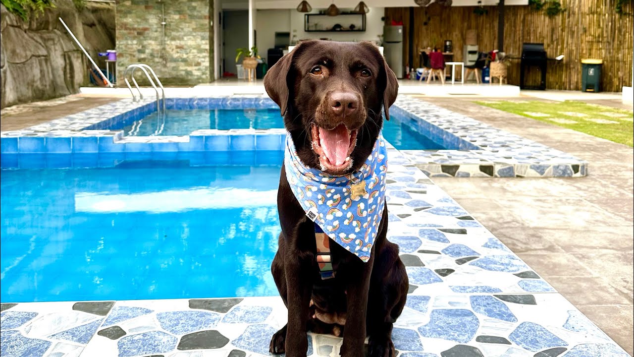 Appa’s 3rd birthday celebration in Balai Sabina, Tagaytay City (A pet ...