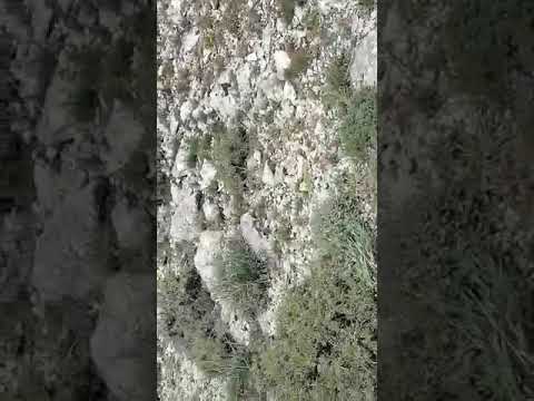 Türkiye’nin en ölümcül yılanı olan koca engerek, ilk kez görüntülendi