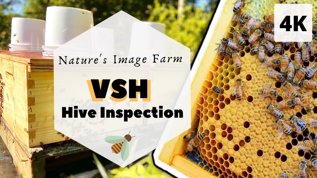 VSH Bees? Too Hygienic? First Inspection. 4K - YouTube
