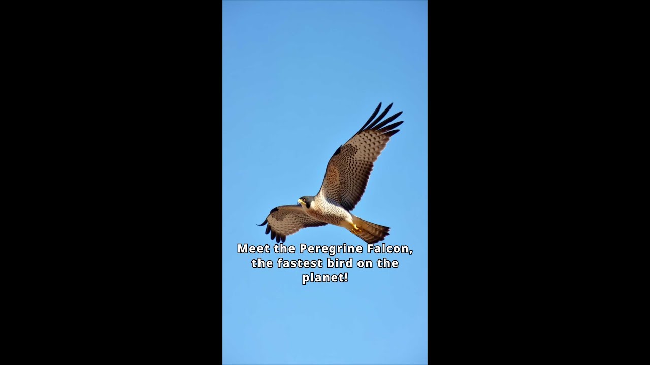 Nature’s Speed Demon: Unbelievable Facts About the Peregrine Falcon ...
