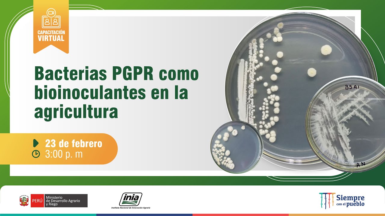 Bacterias PGPR como bioinoculantes en la agricultura - YouTube