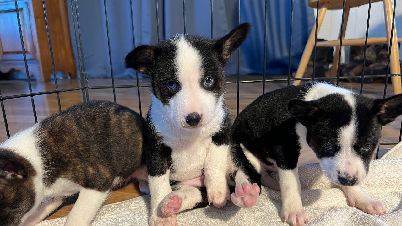 Cozy, 5 wk old Trindle, Blue-Eyed Borsky Basenji Girl ️ - YouTube