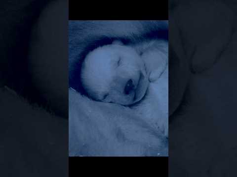 This coldest place is actually a sanctuary for polar bears. #wildlife #animals #shorts