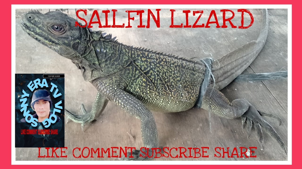 SAILFIN LIZARD OR IBID KAPATID NANG BAYAWAK ME PAlIKPIK SA LIKUD.PROTAS ...