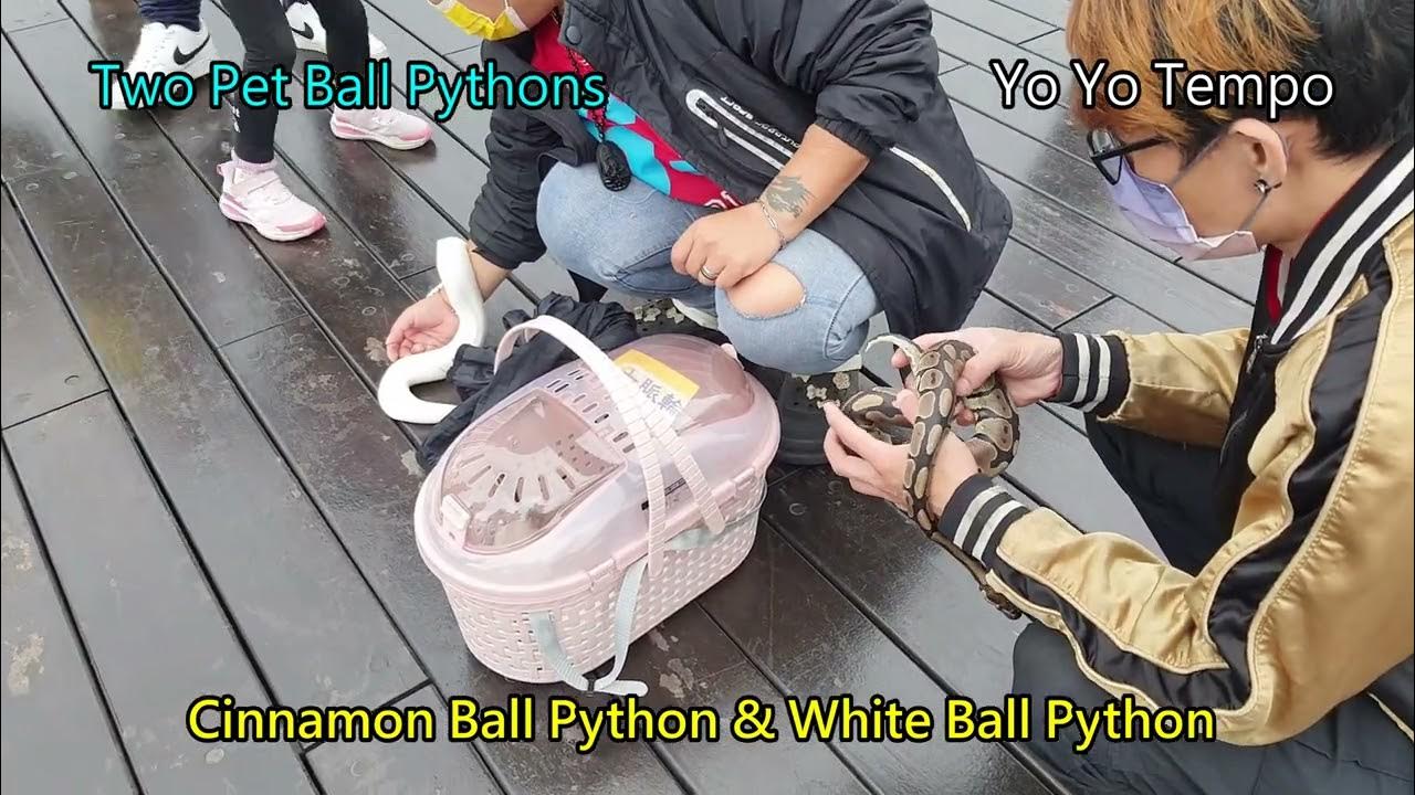 Two Pet Ball Pythons - Cinnamon Ball Python & White Ball Python - YouTube
