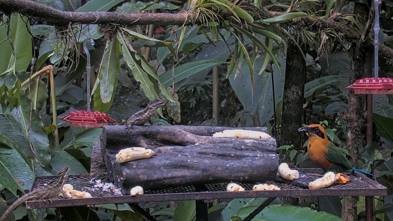 Female Basilisk Lizards Share Food With Rufous Motmot On The Panama Cam ...