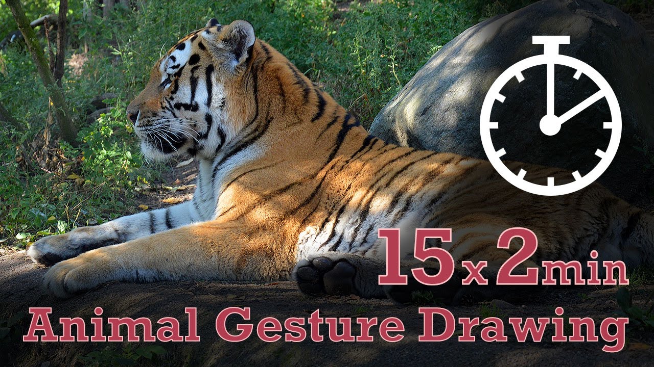 Animal Drawing References #1 - 15x2min poses - Tiger - YouTube