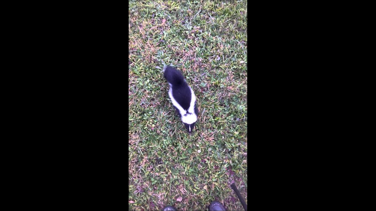 Skunk attack - YouTube