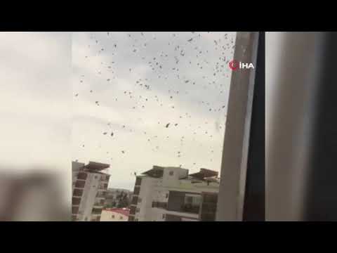 Antalya'da vatandaşları korkutan arı istilası