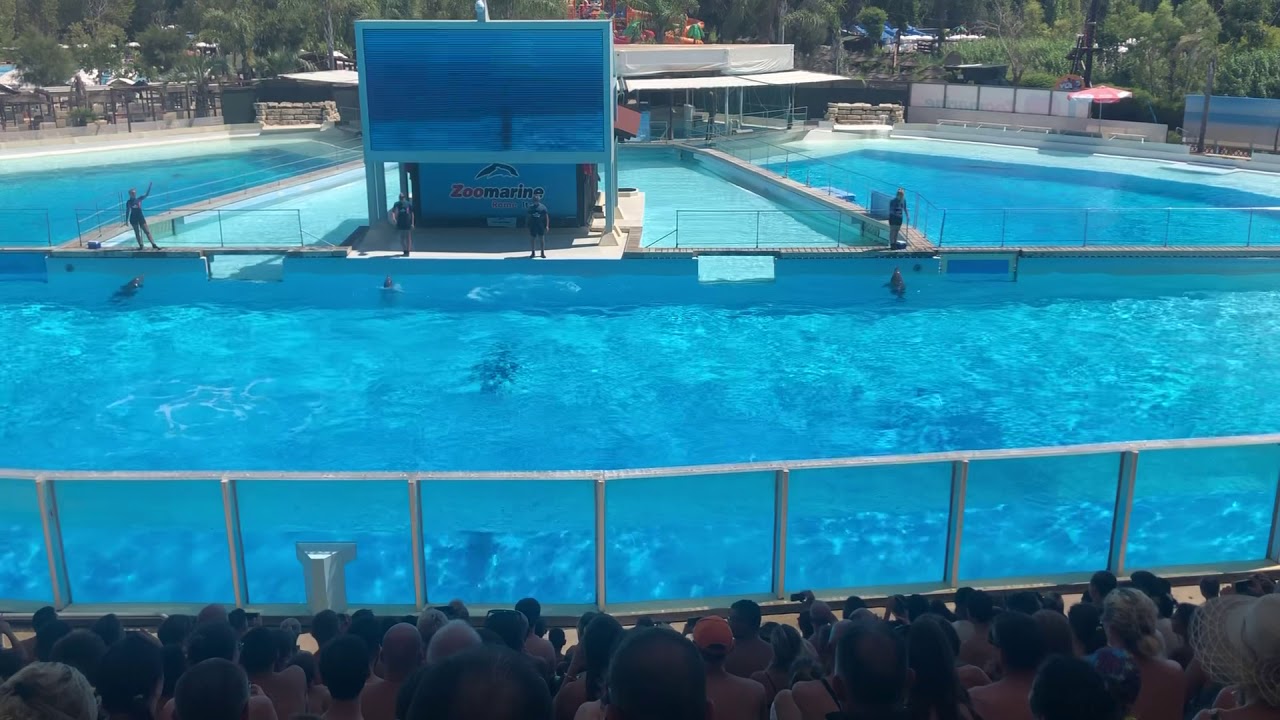 Spettacolo di delfini 2019 - Zoo Marine - YouTube