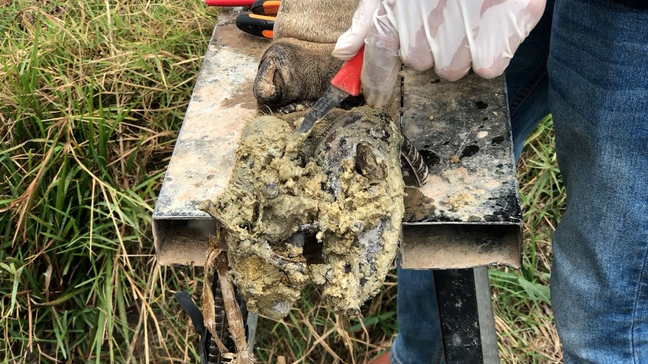 Ep 17 | cleaning cow feet infection, Removes the partner from the foot ...