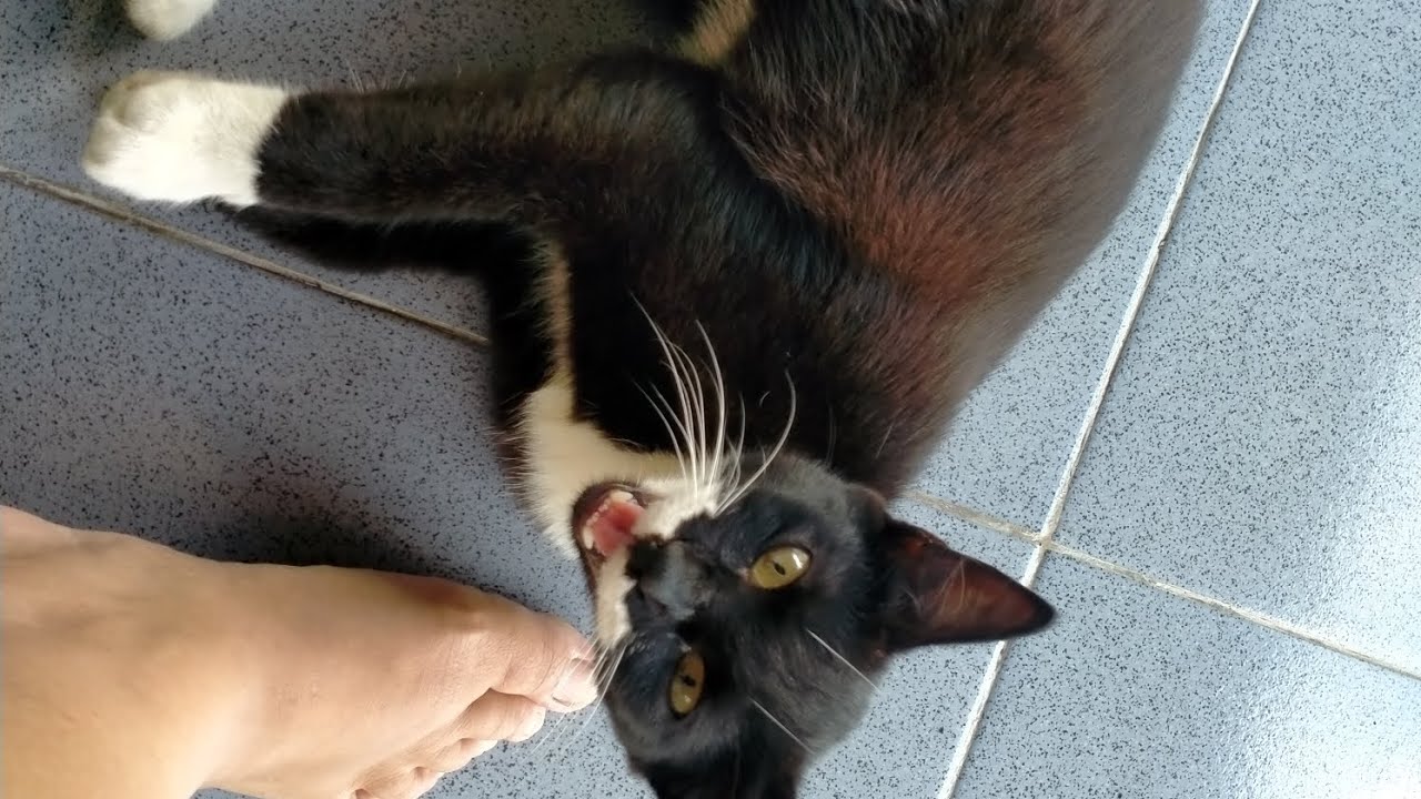 Bermain Dengan Kucing 🐱🐈 Bermain Dengan Kucing 🐱🐈|| Memelihara Kucing # ...