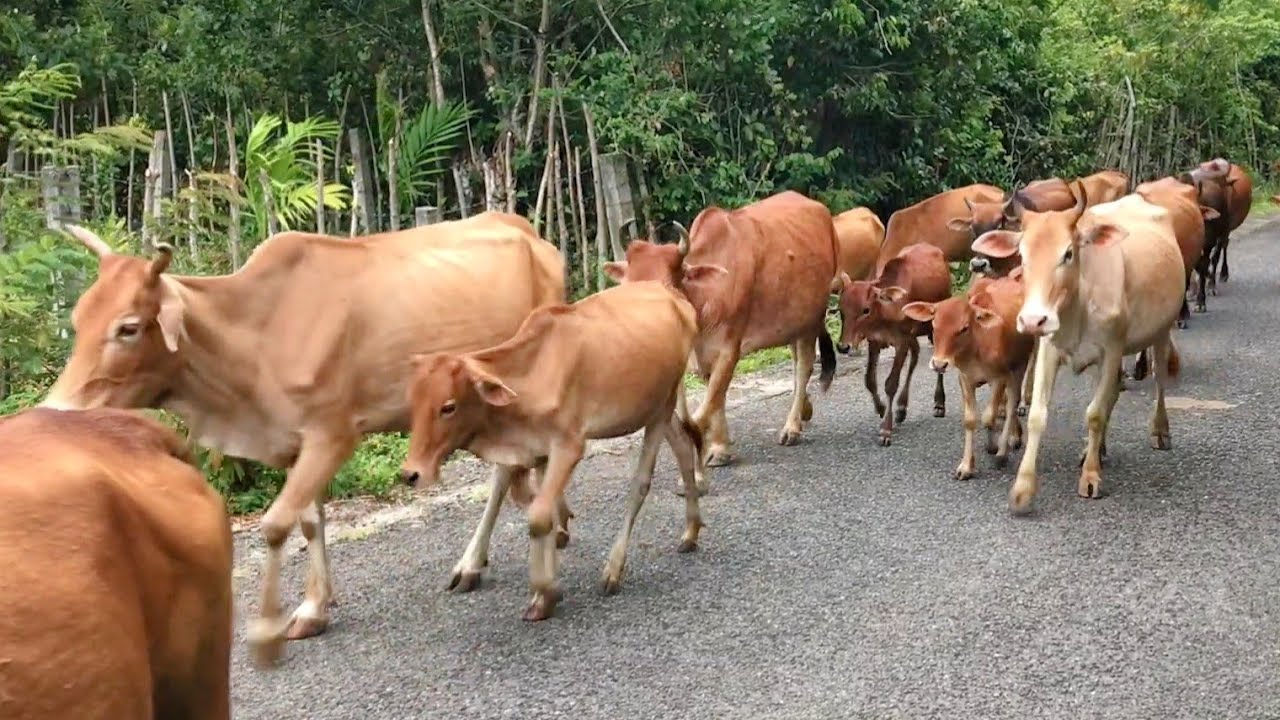 sapi lembu jinak Berjalan Melewati jalan di hutan kampung - pengembala ...