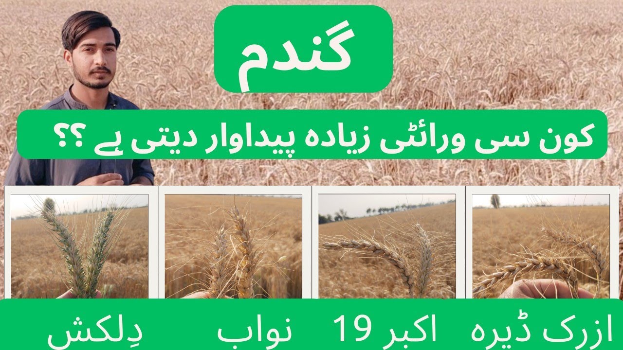 Top Wheat Varieties: Azrak Dera vs Dilkash vs Akber 19 vs Nawab # ...