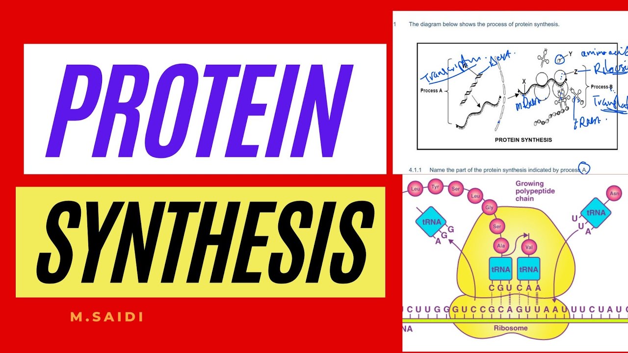 Copy o PROTIEN SYNTHESIS EXPLAINED (DNA CODE OF LIFE): GRADE 12 LIFE ...