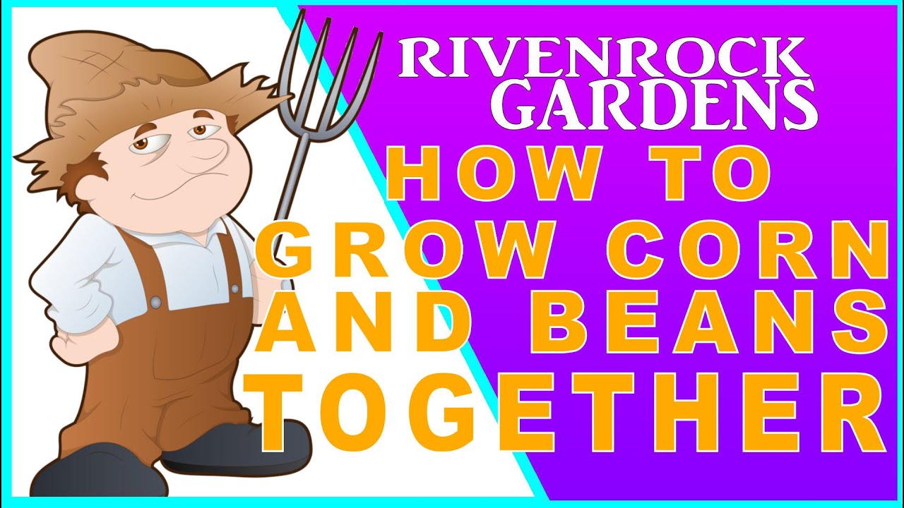 Planting pole beans into corn. Three sisters gardening. Corn, squash ...